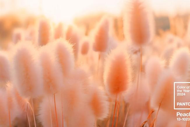 BB.lv: Ты мой персик: институт цвета Pantone назвал главный цвет 2024 года